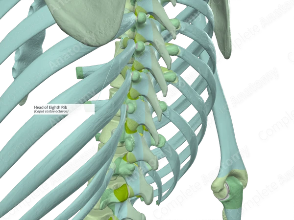 Head of Eighth Rib | Complete Anatomy