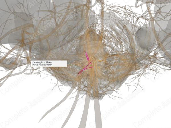 Uterovaginal Plexus (Right) | Complete Anatomy
