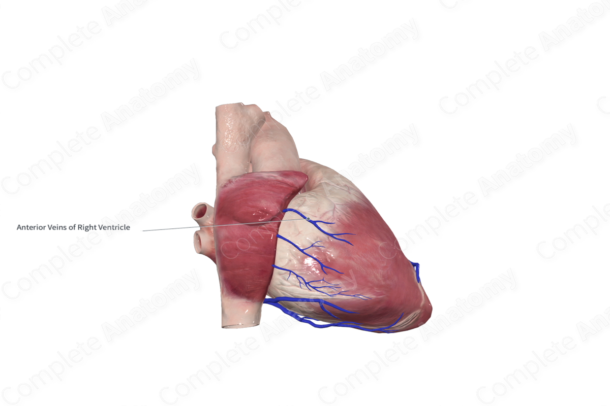 Anterior Cardiac Veins Complete Anatomy