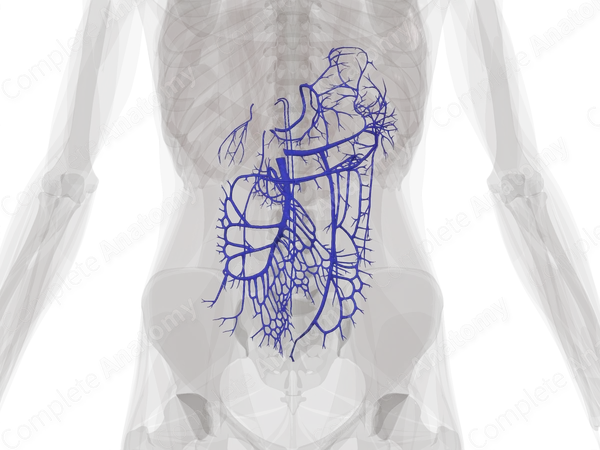 Tributaries of Hepatic Portal Vein | Complete Anatomy