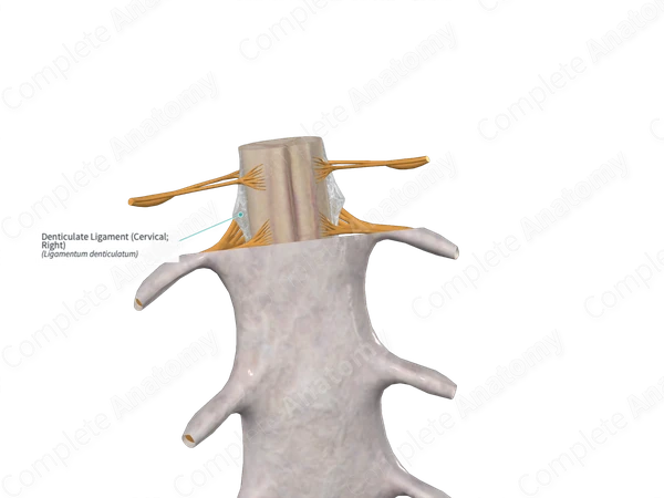 Denticulate Ligament (Cervical; Right) | Complete Anatomy