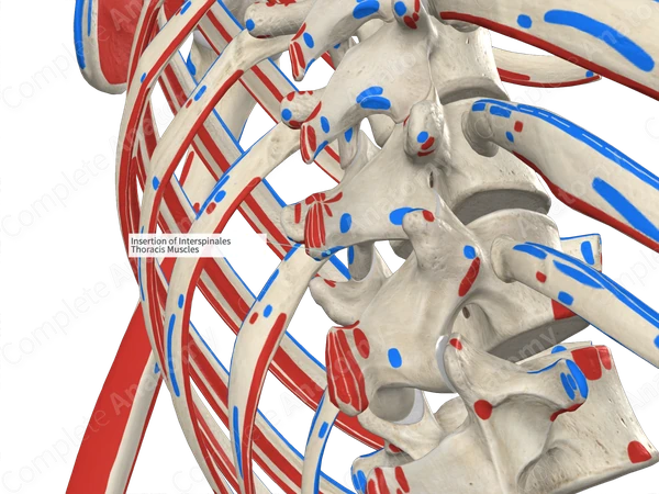 Insertion of Interspinales Thoracis Muscles | Complete Anatomy