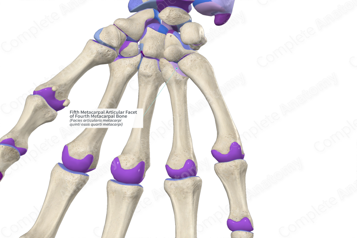 Fifth Metacarpal Articular Facet Of Fourth Metacarpal Bone Complete Anatomy