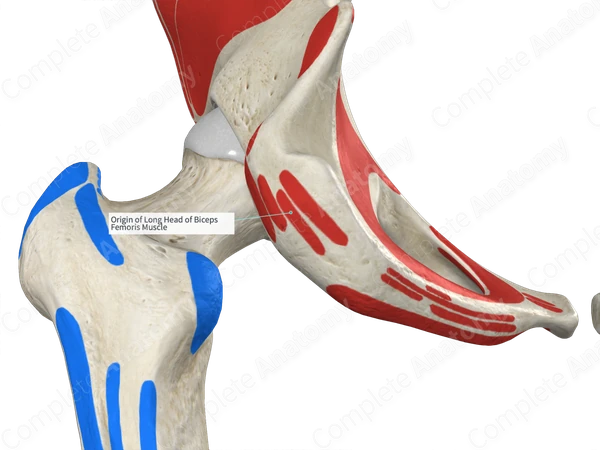 Origin of Long Head of Biceps Femoris Muscle | Complete Anatomy