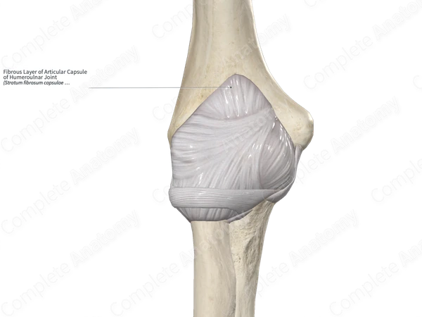 Fibrous Layer of Articular Capsule of Humeroulnar Joint | Complete Anatomy