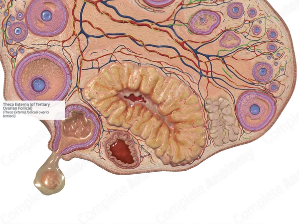 Theca Externa (of Tertiary Ovarian Follicle) | Complete Anatomy