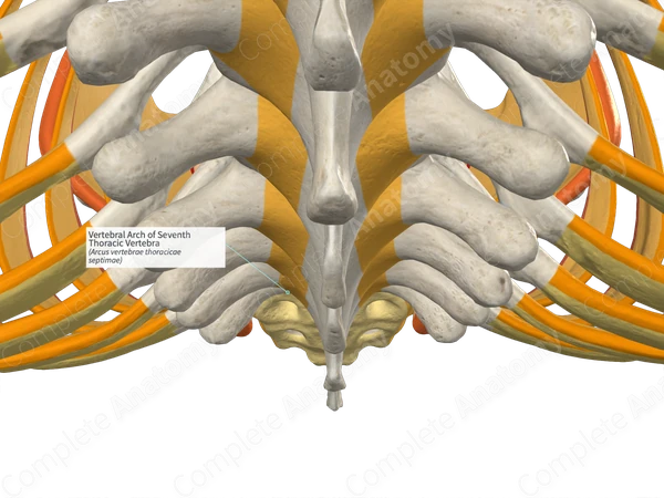 Vertebral Arch of Seventh Thoracic Vertebra | Complete Anatomy