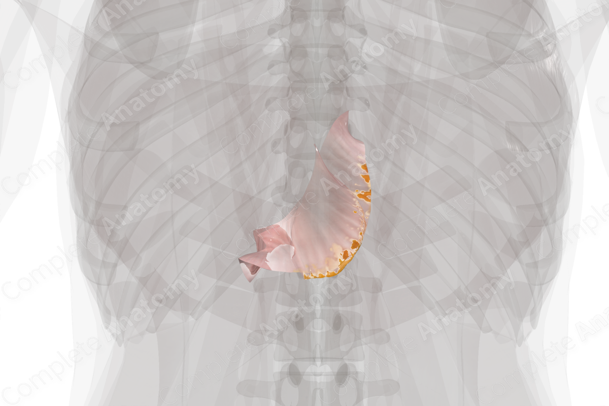 Lesser Omentum Complete Anatomy