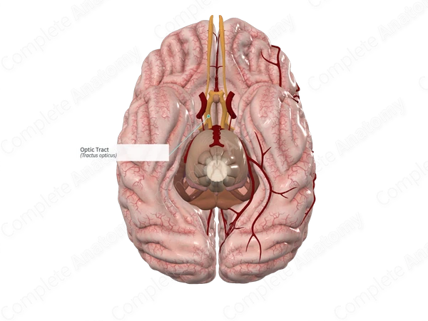 Optic Tract | Complete Anatomy