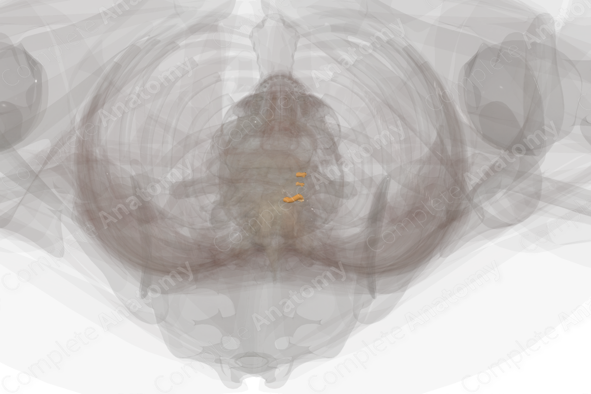 Lumbar Nerves Left Complete Anatomy
