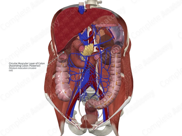 Circular Muscular Layer of Colon (Ascending Colon: Posterior ...