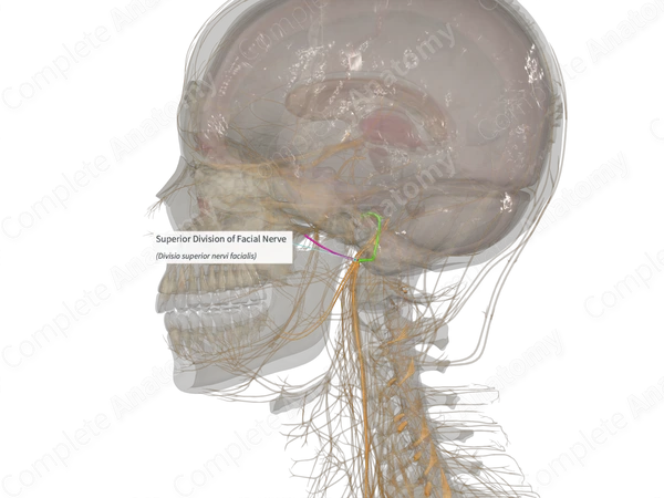 Superior Division of Facial Nerve (Left) | Complete Anatomy