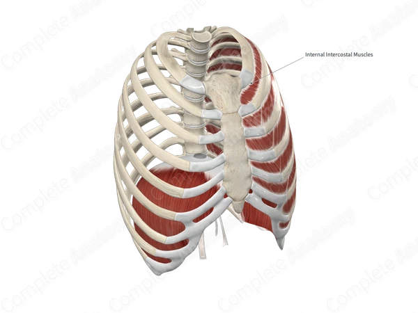 Internal Intercostal Muscles | Complete Anatomy