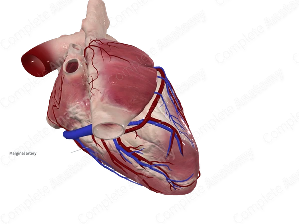 Right Marginal Branch of Right Coronary Artery | Complete Anatomy