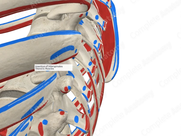 Insertion of Interspinales Thoracis Muscles | Complete Anatomy