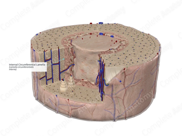 Internal Circumferential Lamella | Complete Anatomy