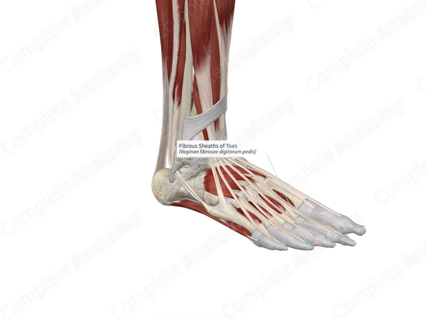 Fibrous Sheaths of Toes | Complete Anatomy