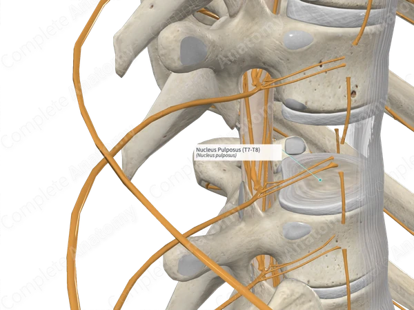 Nucleus Pulposus (T7-T8) | Complete Anatomy