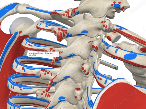Insertion of Short Rotatores Muscles | Complete Anatomy