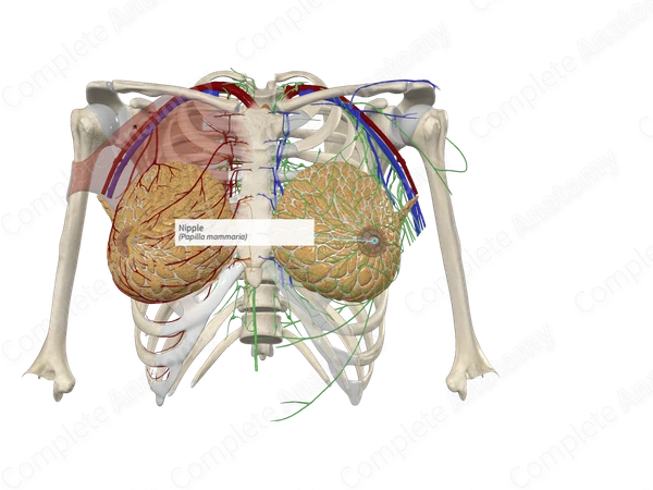 Nipple | Complete Anatomy