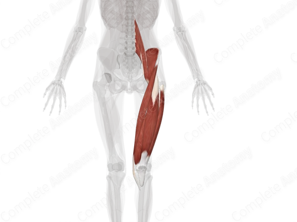 Anterior Compartment of Thigh (Left) | Complete Anatomy