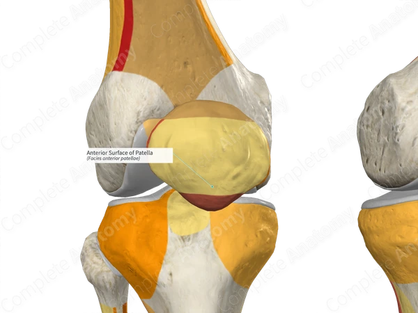 Anterior Surface of Patella | Complete Anatomy