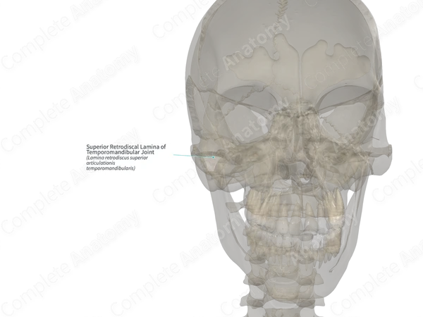 Superior Retrodiscal Lamina of Temporomandibular Joint (Left ...