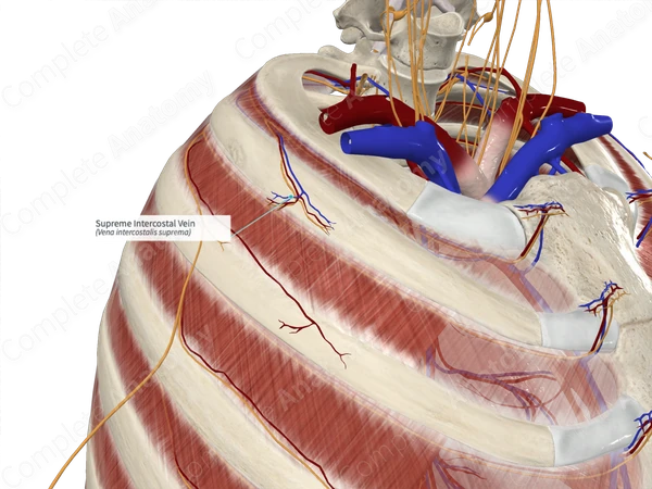 Supreme Intercostal Vein | Complete Anatomy