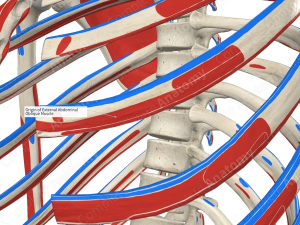 Origin of External Abdominal Oblique Muscle | Complete Anatomy
