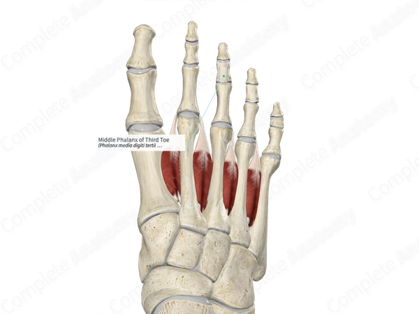 Middle Phalanx of Third Toe | Complete Anatomy