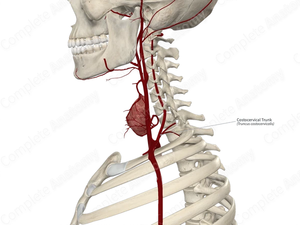 Costocervical Trunk Thyrocervical Trunk | Complete Anatomy