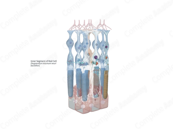 Inner Segment of Rod Cell | Complete Anatomy