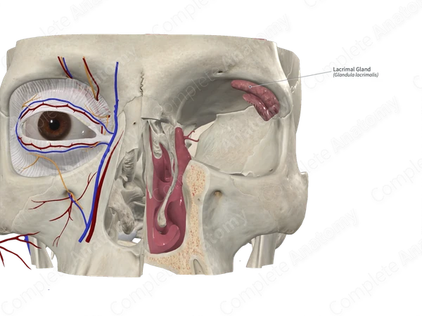 Lacrimal Gland Dissection Lacrimal Glands And Apparatus Vasculature