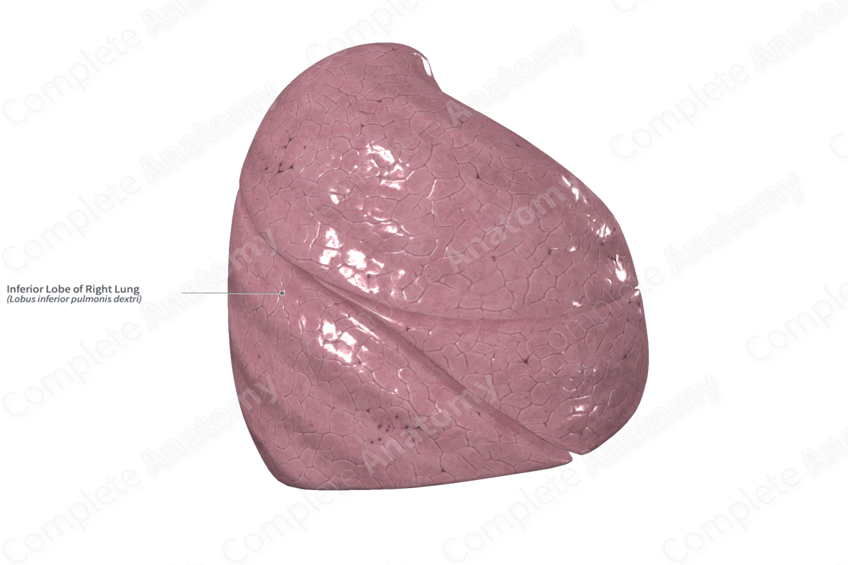 Inferior Lobe of Right Lung | Complete Anatomy
