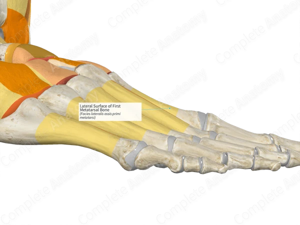 Lateral Surface of First Metatarsal Bone | Complete Anatomy