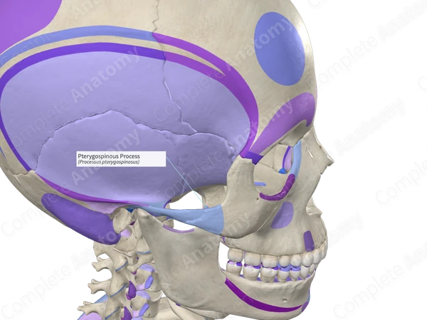 Pterygospinous Process (Left) | Complete Anatomy