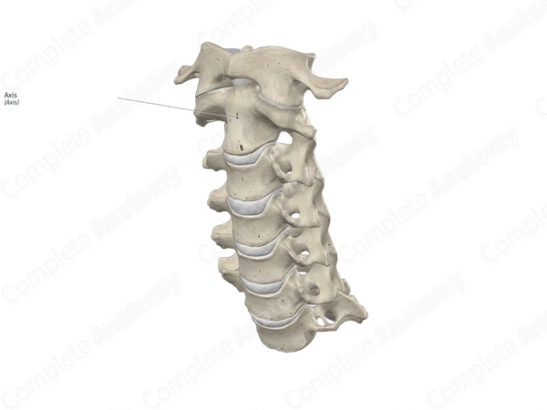 Axis | Complete Anatomy