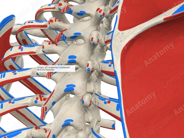Origin of Levatores Costarum Breves Muscles | Complete Anatomy