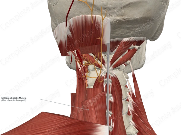 Splenius Capitis Muscle | Complete Anatomy