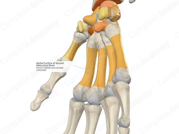 Medial Surface of Second Metacarpal Bone | Complete Anatomy