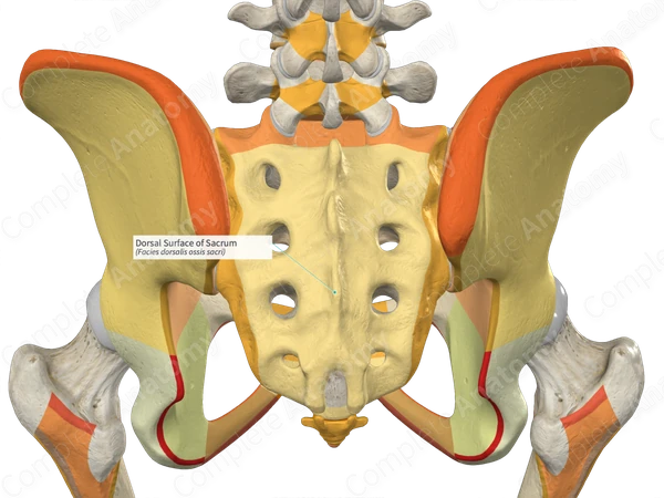 Dorsal Surface of Sacrum | Complete Anatomy