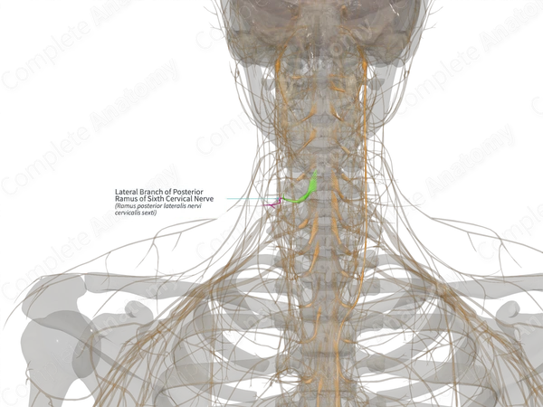 Lateral Branch of Posterior Ramus of Sixth Cervical Nerve (Left ...