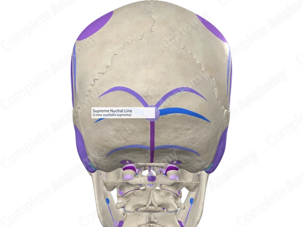 Supreme Nuchal Line (Right) | Complete Anatomy