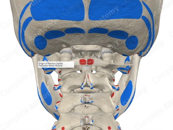 Origin of Rectus Capitis Posterior Minor Muscle | Complete Anatomy