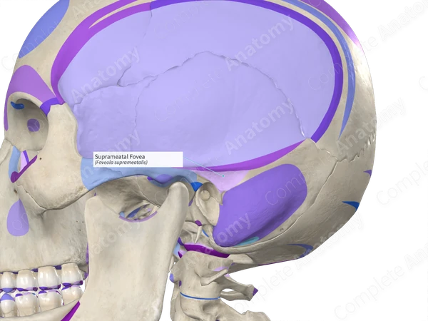 Suprameatal Fovea | Complete Anatomy