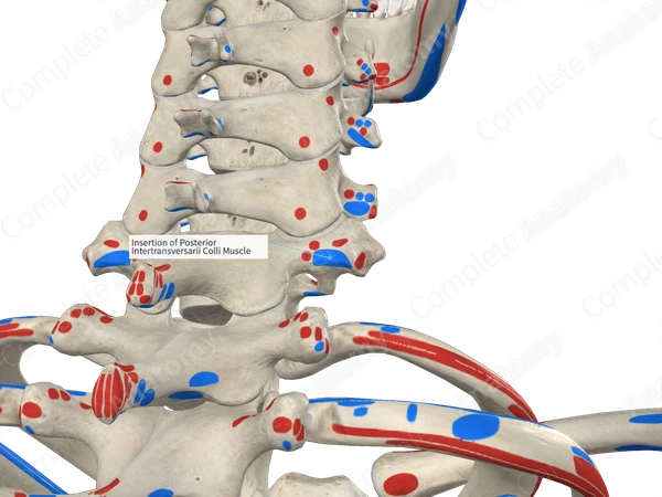 Insertion of Posterior Intertransversarii Colli Muscle | Complete Anatomy
