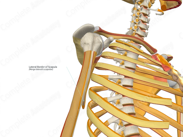 Lateral Border of Scapula | Complete Anatomy
