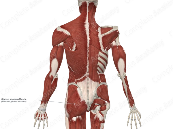 Gluteus Maximus Muscle | Complete Anatomy