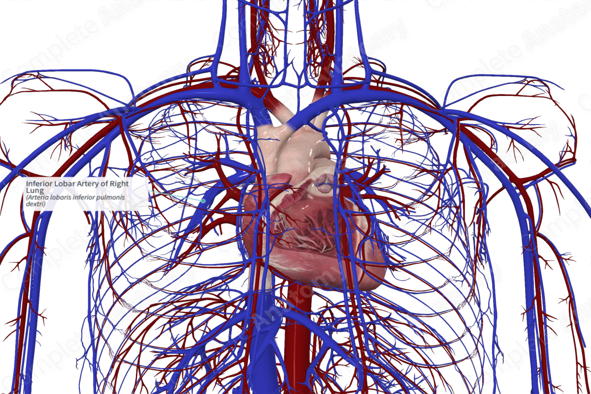 Inferior Lobar Artery Of Right Lung Complete Anatomy
