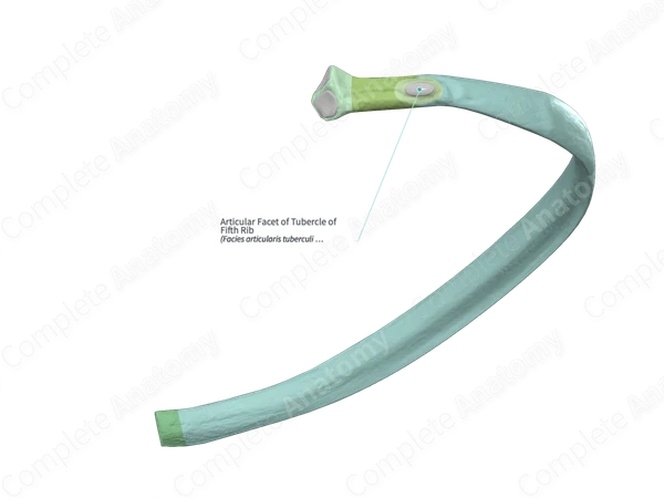 Articular Facet of Tubercle of Fifth Rib | Complete Anatomy
